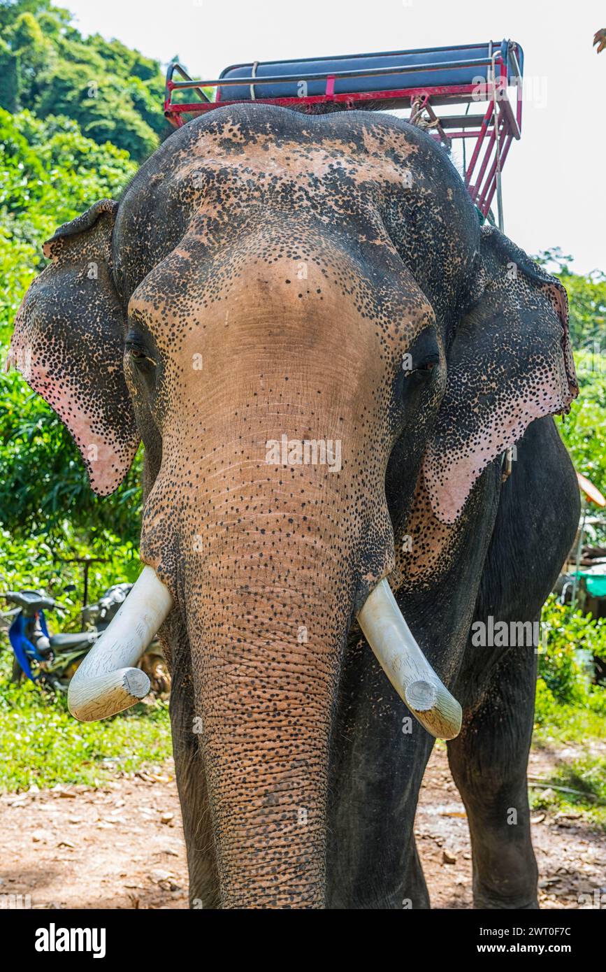 Elephant training cruelty hi-res stock photography and images - Alamy