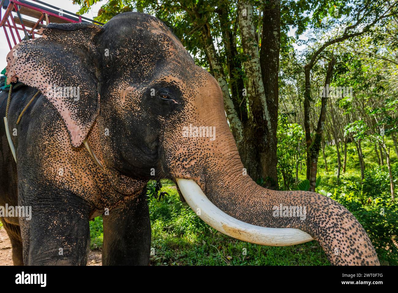 Elephant training cruelty hi-res stock photography and images - Alamy
