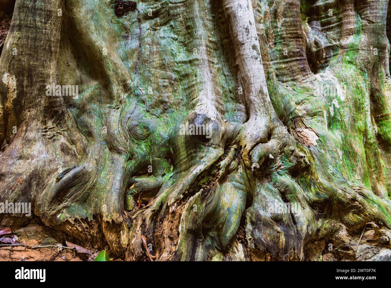Structure of a tropical tree, tree, texture, background, botany, flora ...