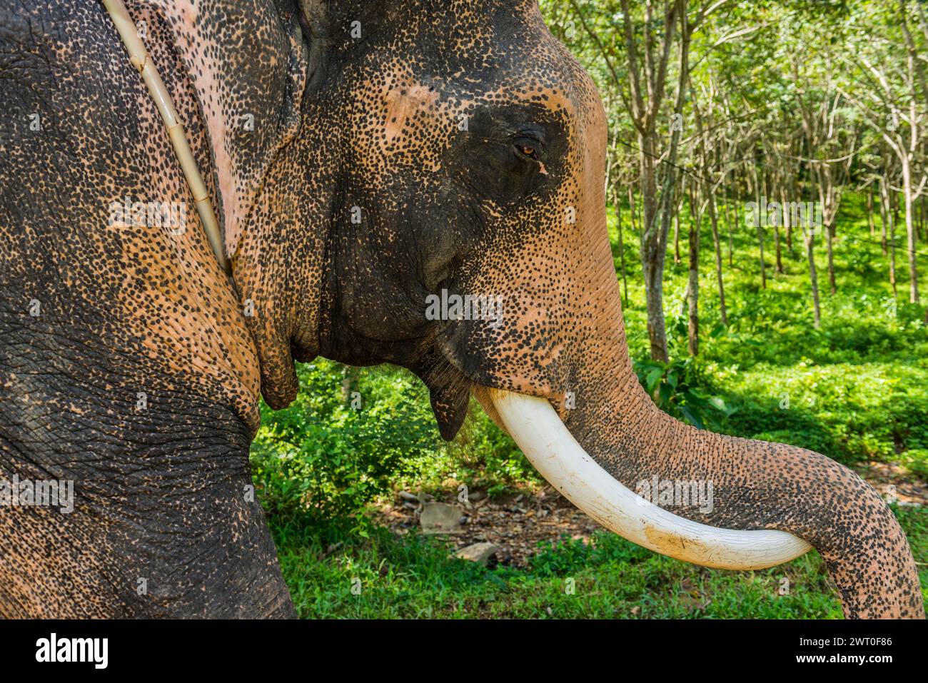 Elephant training cruelty hi-res stock photography and images - Alamy