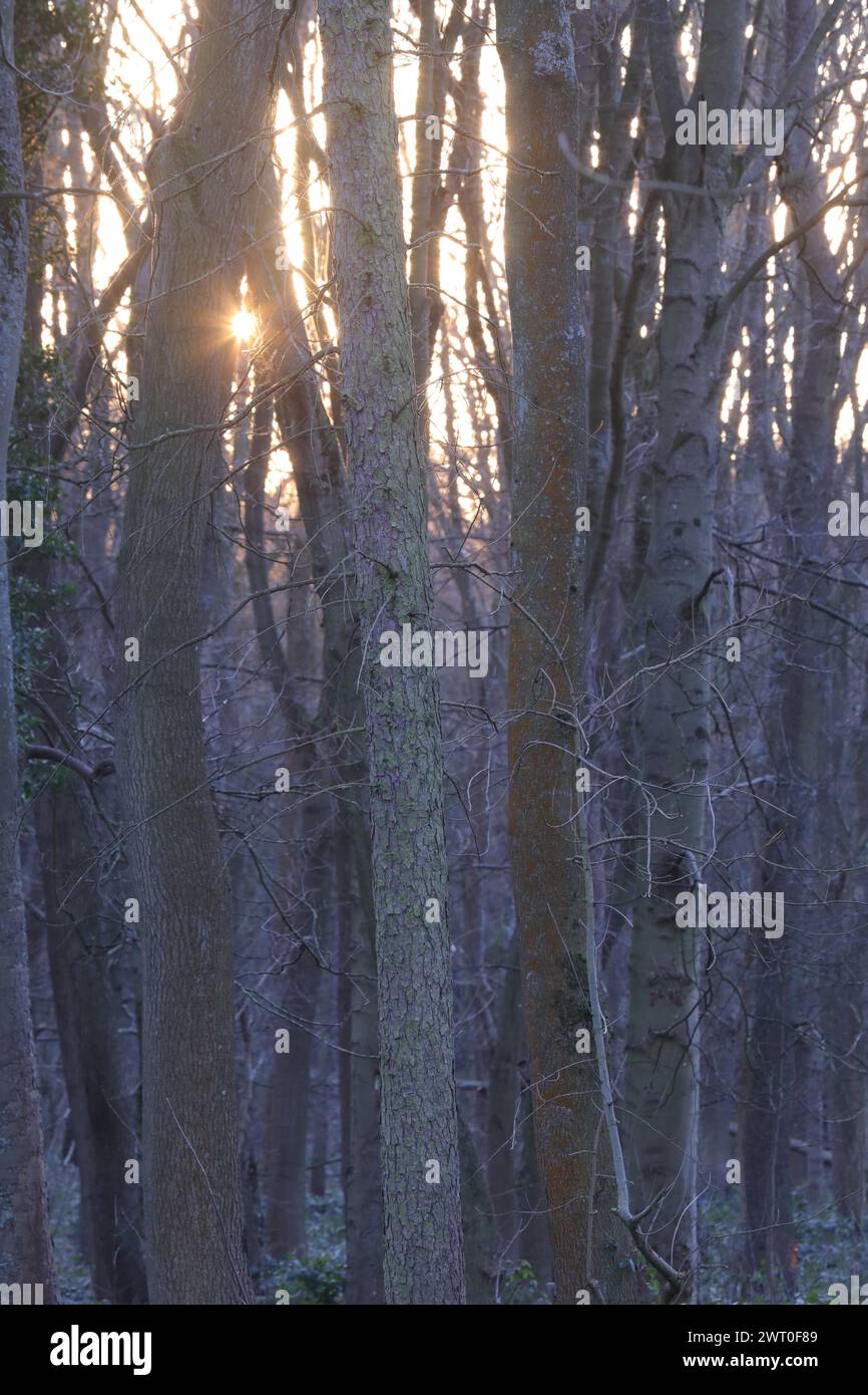 Sunlight filtering through forest canopy hi-res stock photography and ...