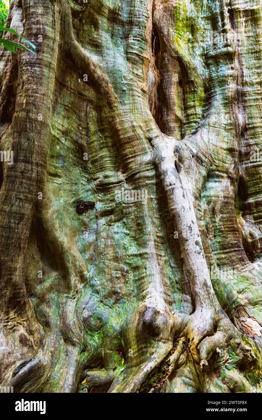 Structure of a tropical tree, tree, texture, background, botany, flora ...