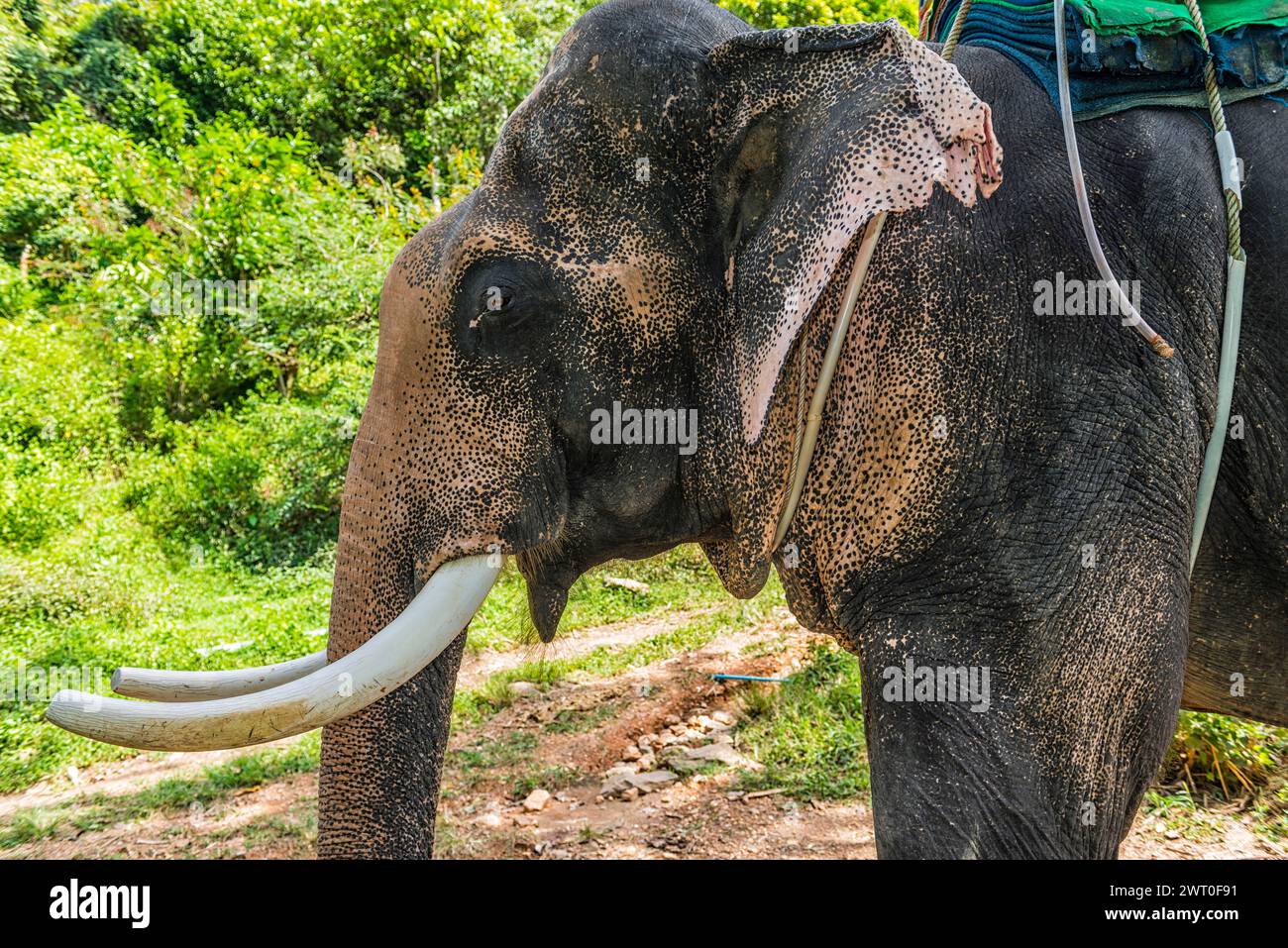 Elephant training cruelty hi-res stock photography and images - Alamy