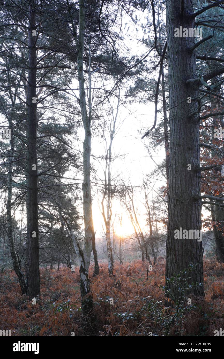 Sunlight beams through lush foliage hi-res stock photography and images ...