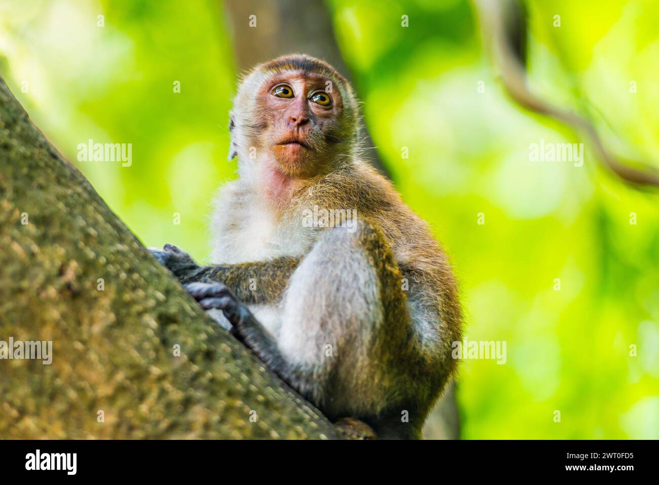 Free-living macaque monkeys (Macaca), at Railay beach, monkey, animal ...