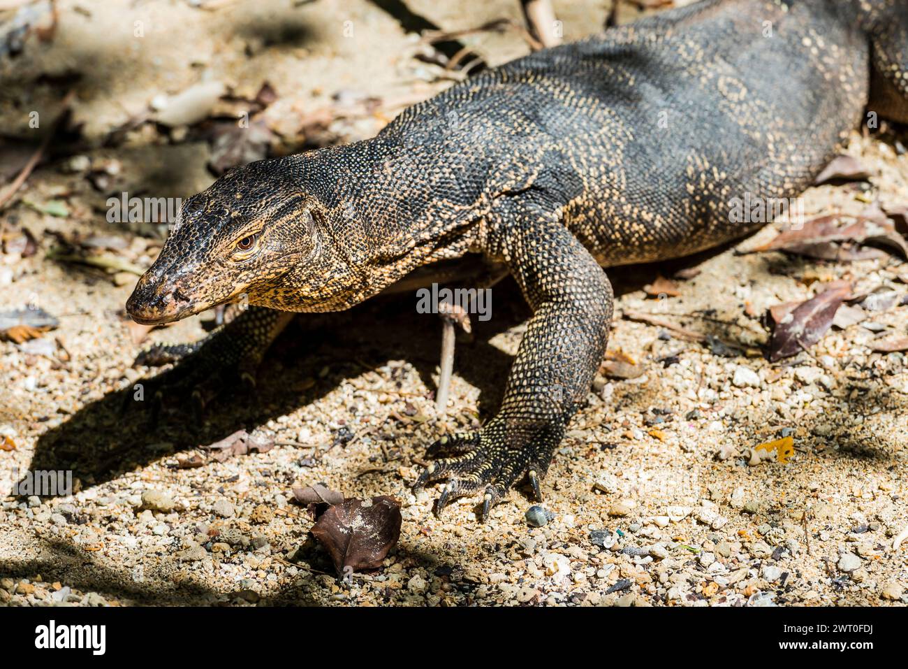 Southeast asian water monitor lizard hi-res stock photography and ...