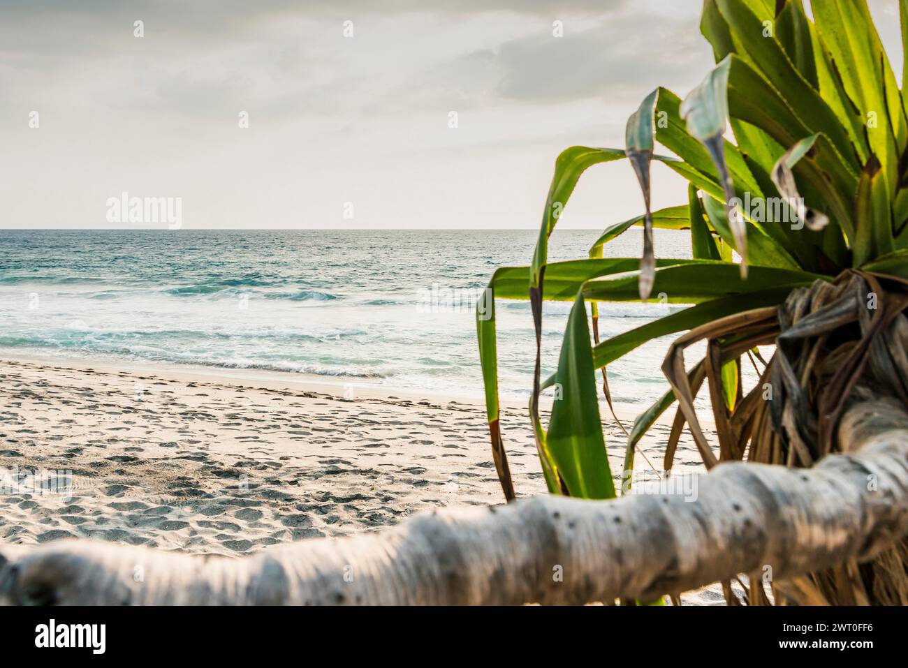 Mangsit beach in Sengiggi, empty, text field, background, palm beach ...