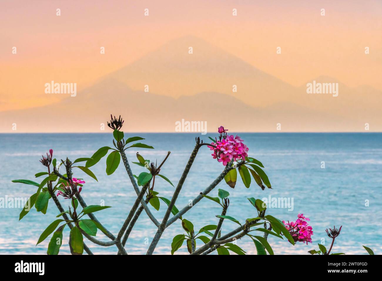 Frangipani (Plumeria) with view from Lombok to Bali, plant, shrub ...