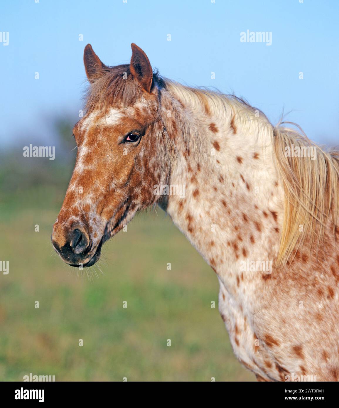 Head of a fine Appaloosa horse,lateral view France Stock Photo - Alamy