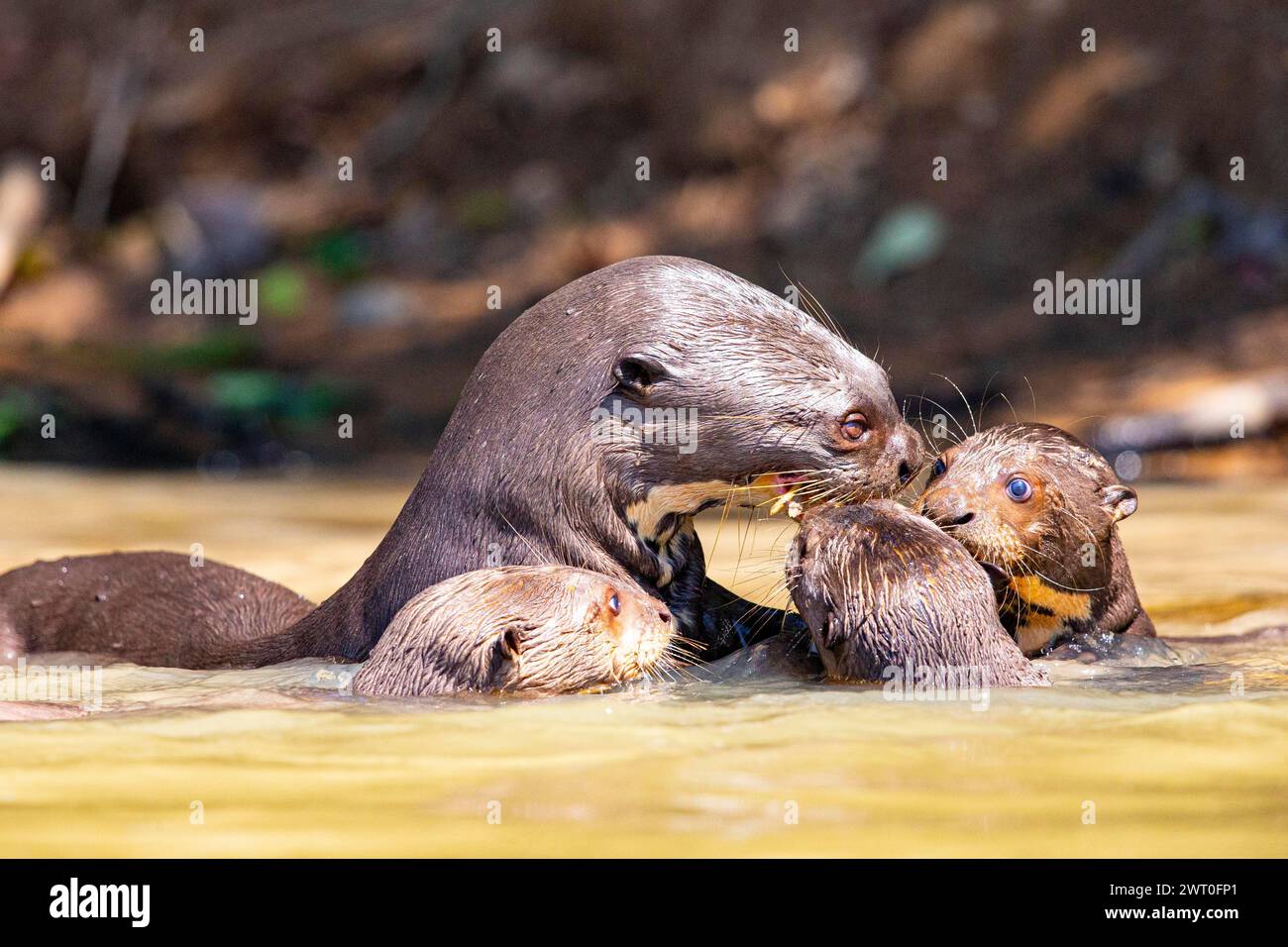 Giant otter (Pteronura brasiliensis) Pantanal Brazil Stock Photo - Alamy
