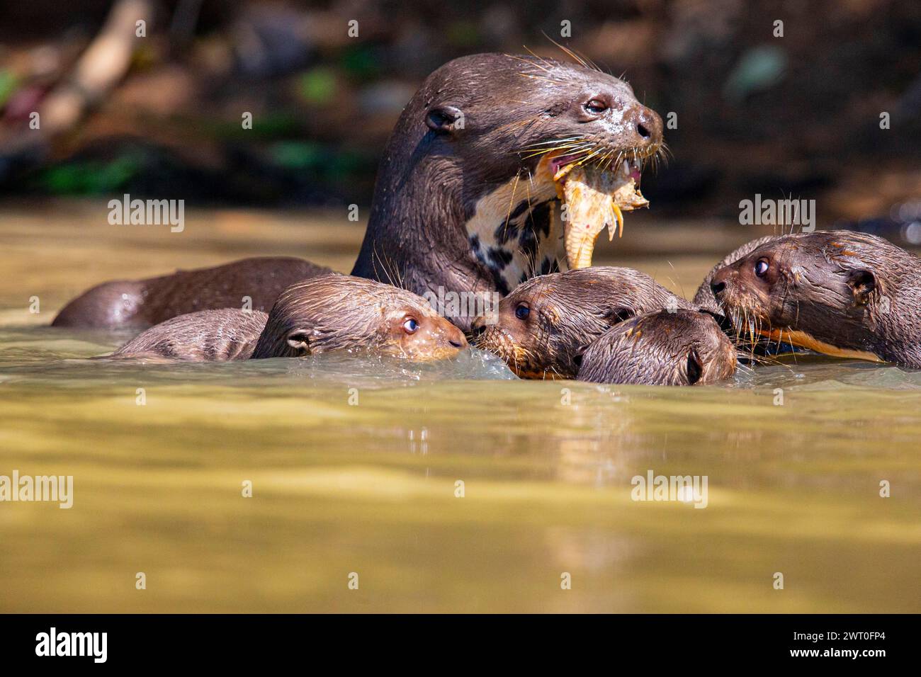 Giant otter (Pteronura brasiliensis) Pantanal Brazil Stock Photo - Alamy