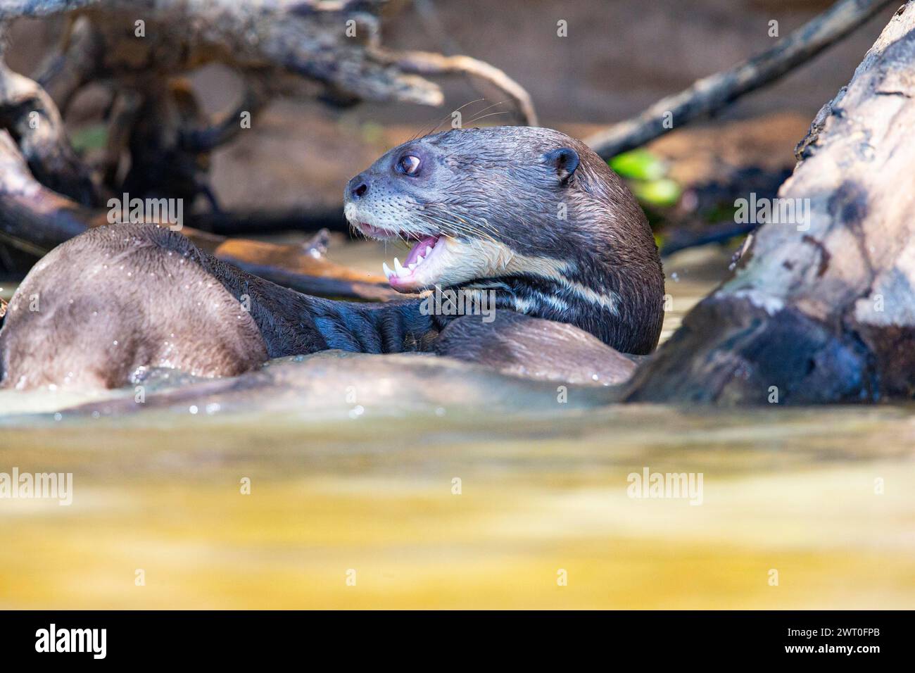 Giant otter (Pteronura brasiliensis) Pantanal Brazil Stock Photo - Alamy