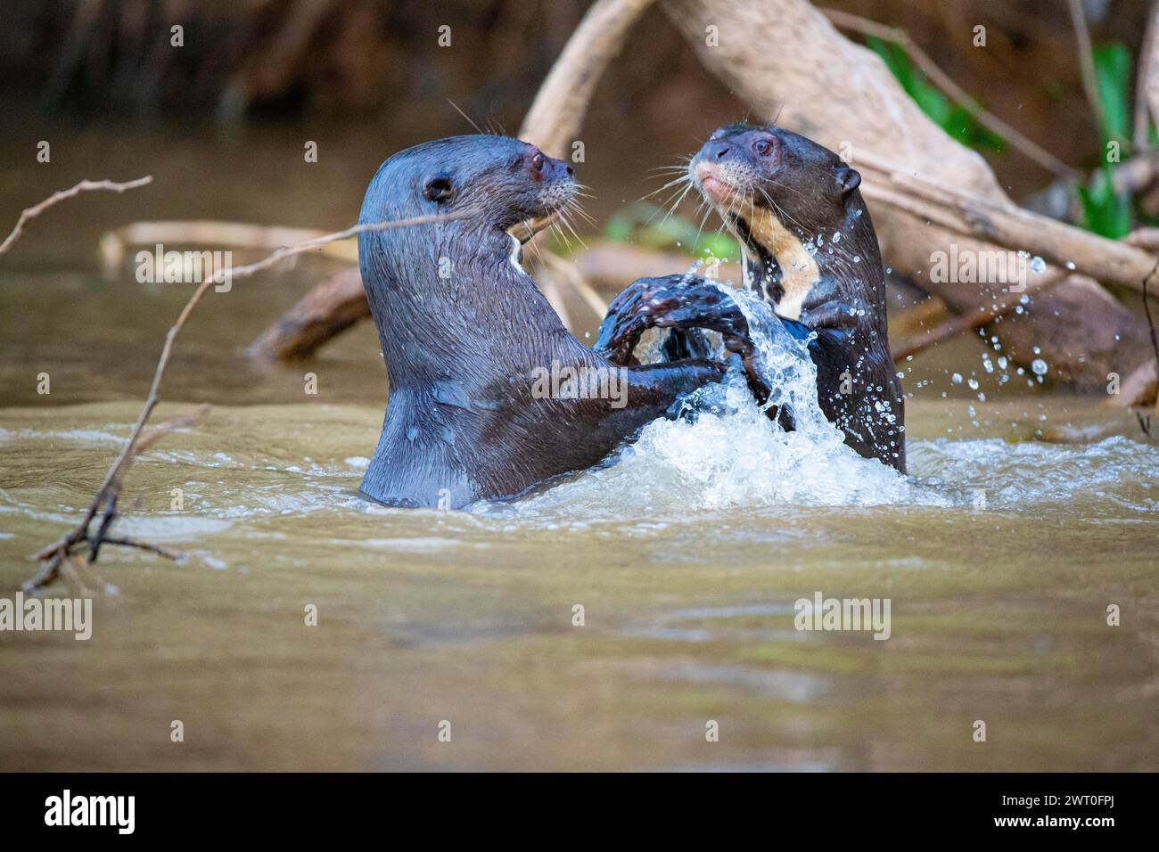 Giant otter (Pteronura brasiliensis) Pantanal Brazil Stock Photo - Alamy