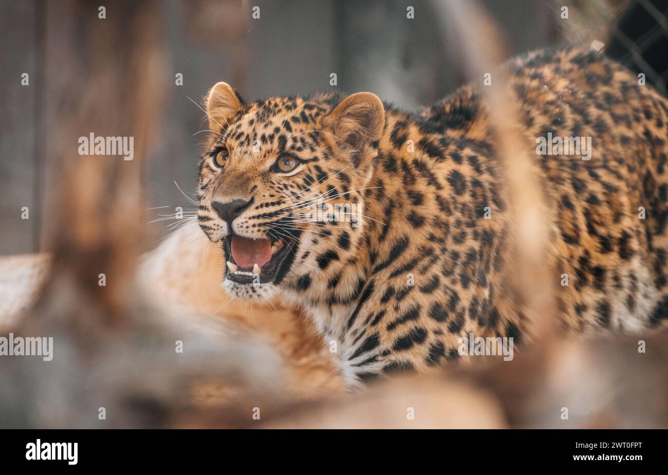 An irritated leopard baring its teeth in a wide yawn Stock Photo - Alamy