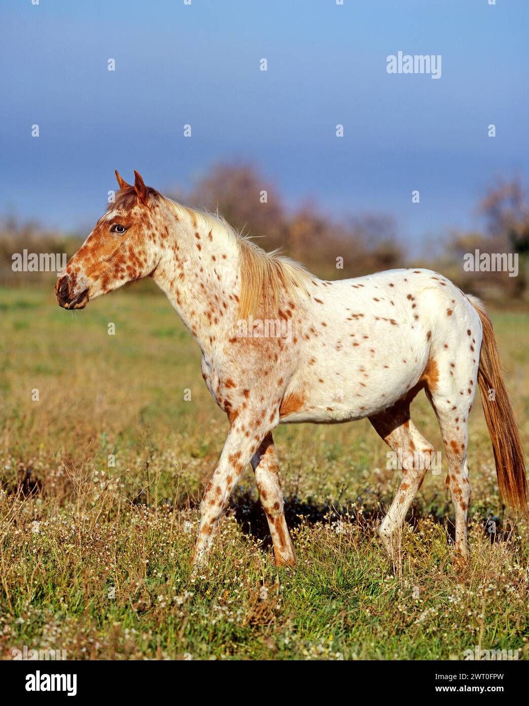 Spotted Appaloosa horse walking in spring meadow. France Stock Photo ...
