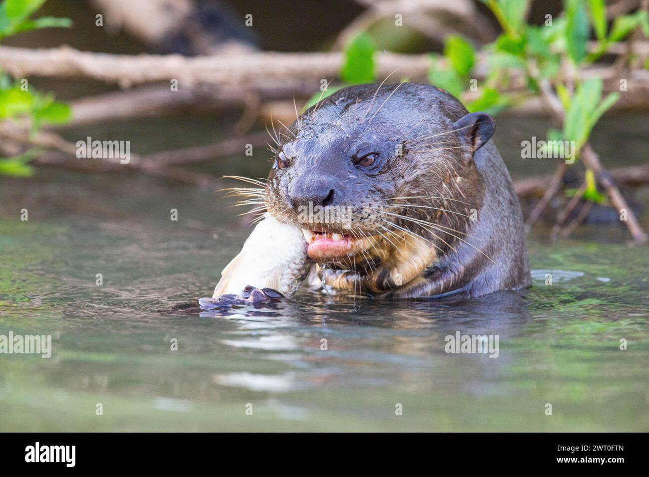 Giant otter (Pteronura brasiliensis) Pantanal Brazil Stock Photo - Alamy
