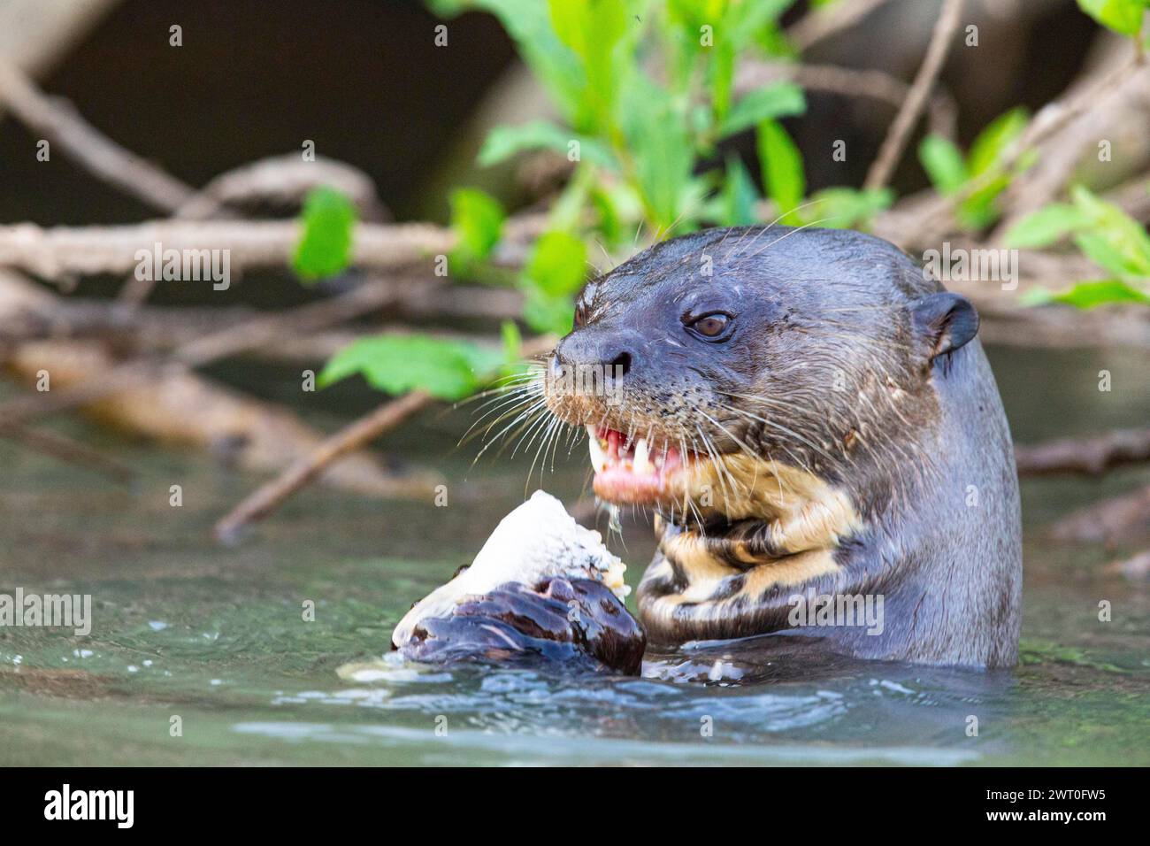 Giant otter (Pteronura brasiliensis) Pantanal Brazil Stock Photo - Alamy