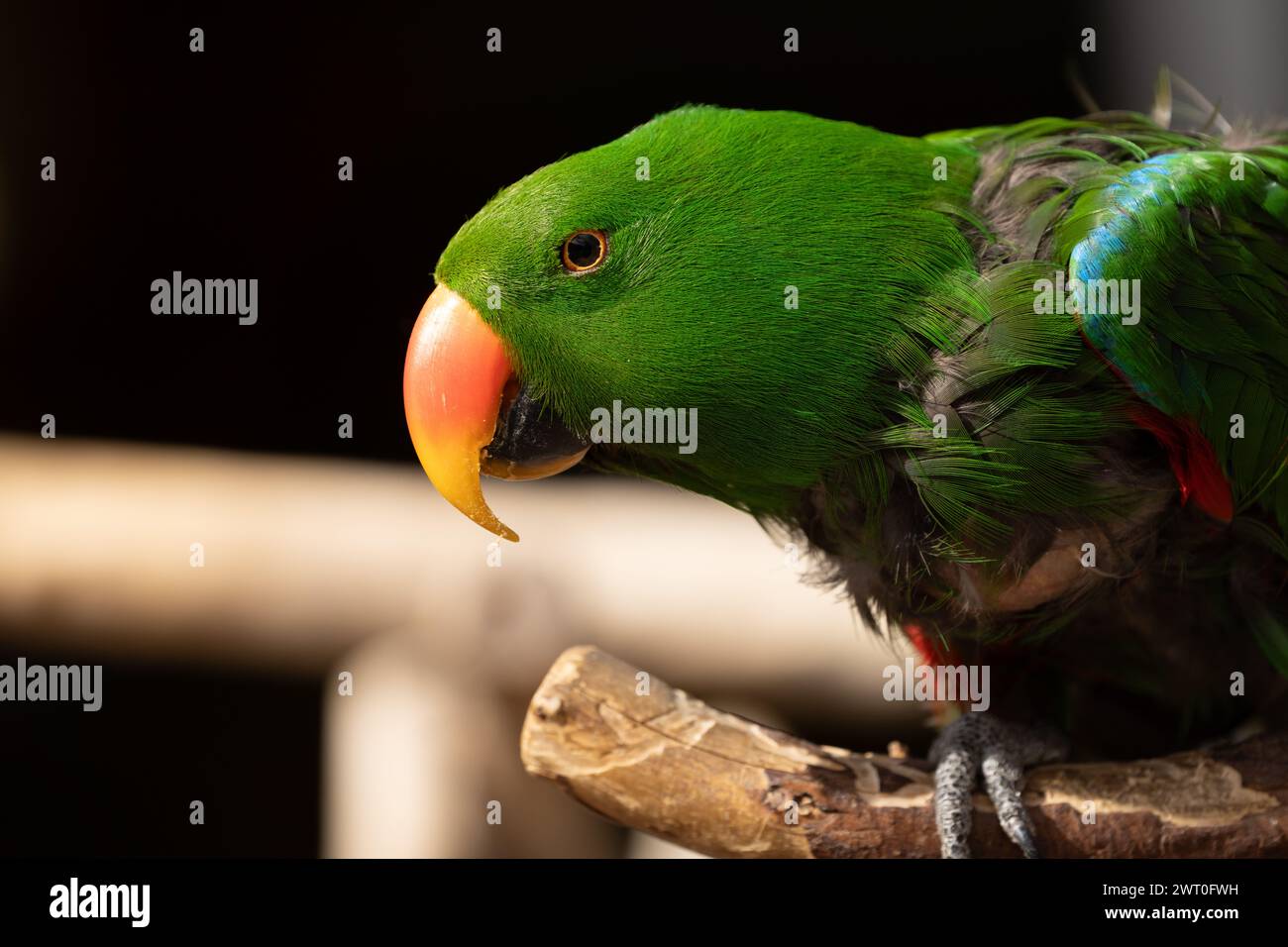 Vibrant tropical parrot hi-res stock photography and images - Alamy