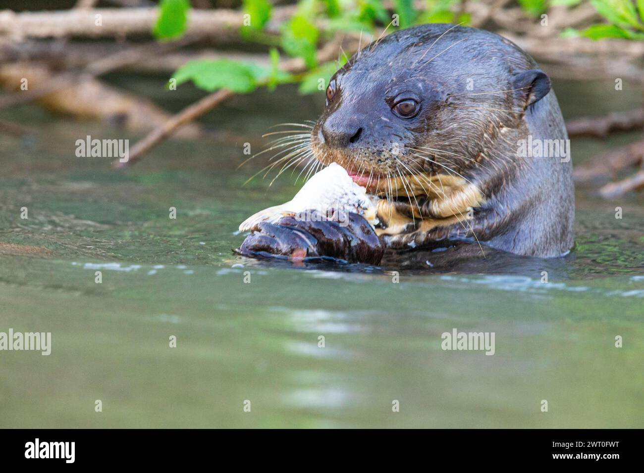 Giant otter (Pteronura brasiliensis) Pantanal Brazil Stock Photo - Alamy