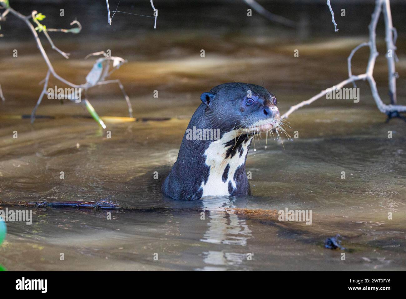 Giant otter (Pteronura brasiliensis) Pantanal Brazil Stock Photo - Alamy