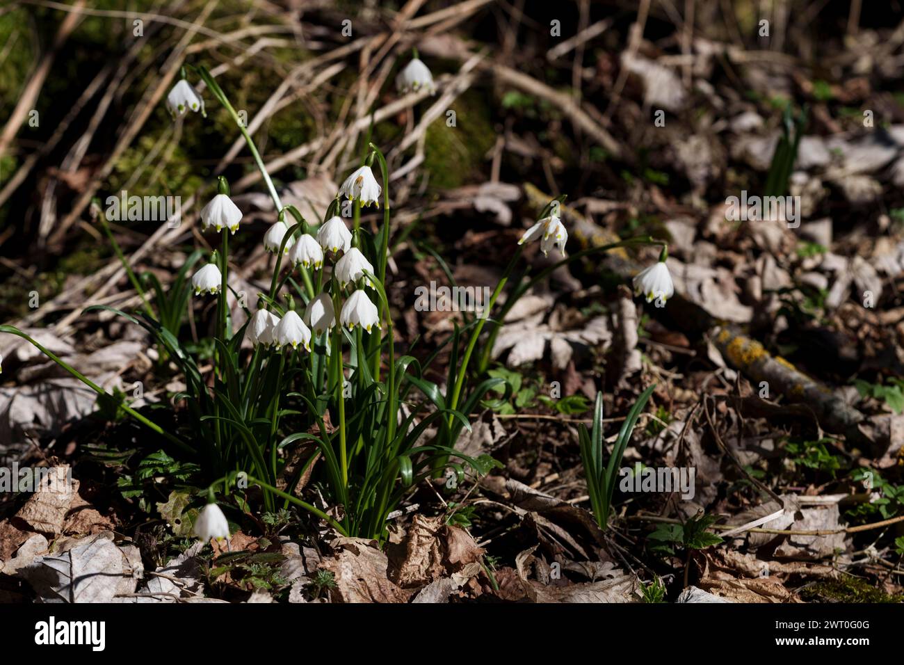 March cup Leucojum vernum Stock Photo - Alamy