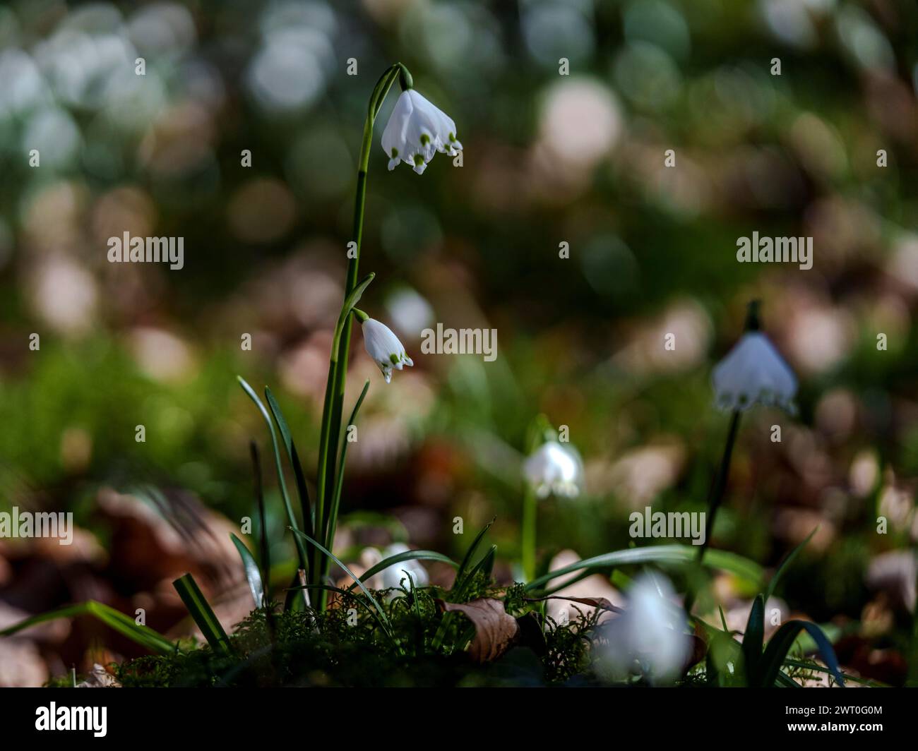 March cup Leucojum vernum Stock Photo - Alamy