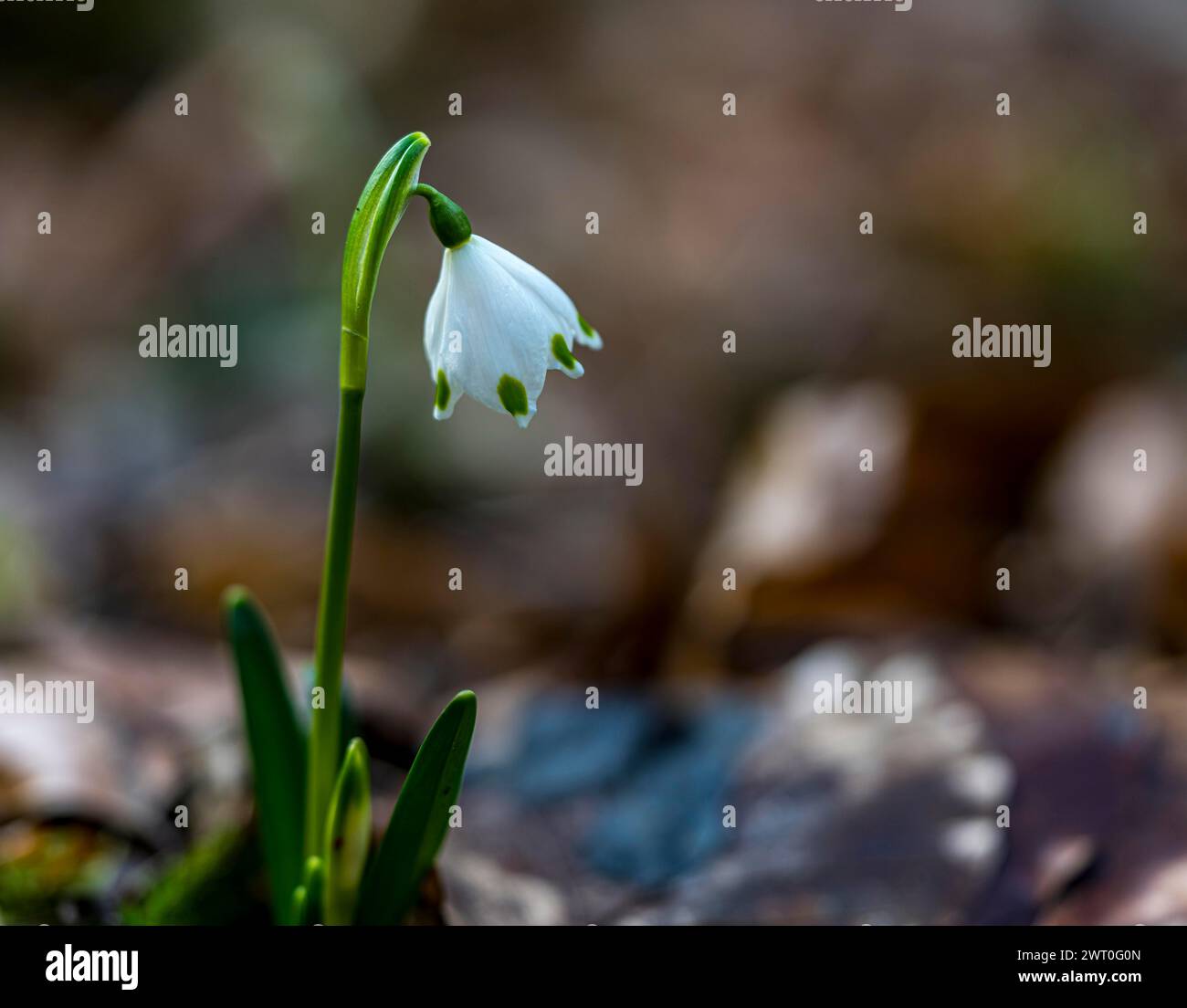 March cup Leucojum vernum Stock Photo - Alamy