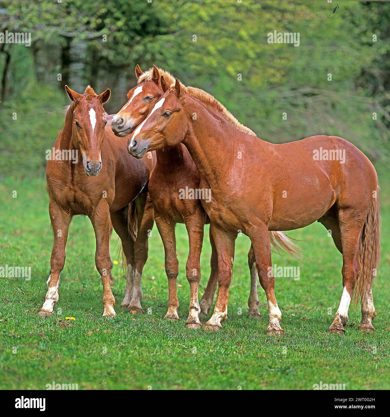 Stallions group hi-res stock photography and images - Alamy