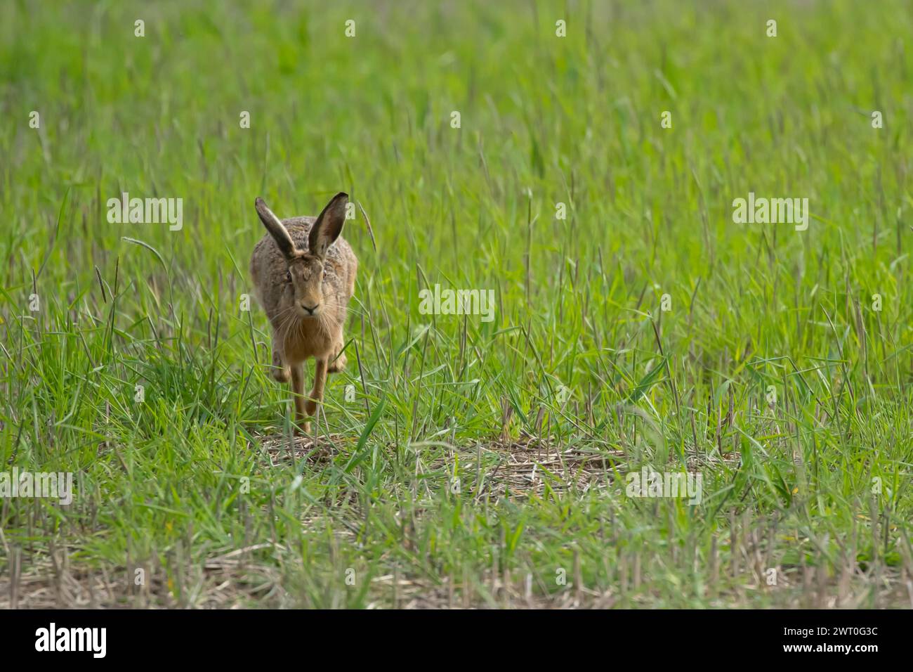 Grassland in the countryside hi-res stock photography and images - Alamy