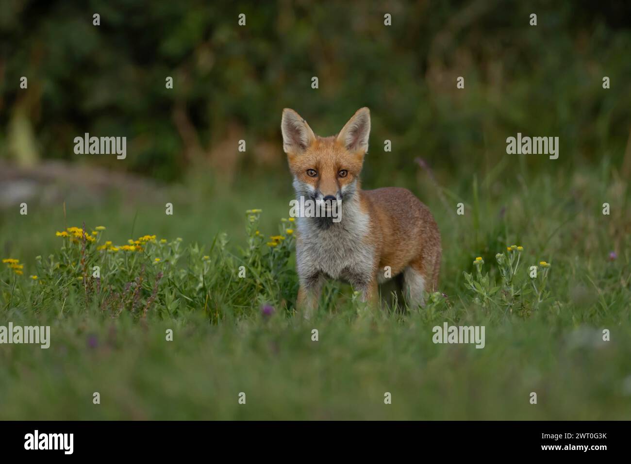 Red fox (Vulpes vulpes) juvenile cub standing amongst summer wildflowers in grassland, England ...