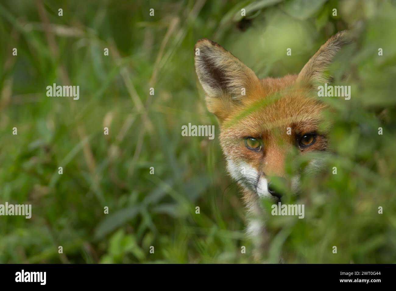 Red fox (Vulpes vulpes) juvenile cub standing in grassland, England, United Kingdom Stock Photo ...