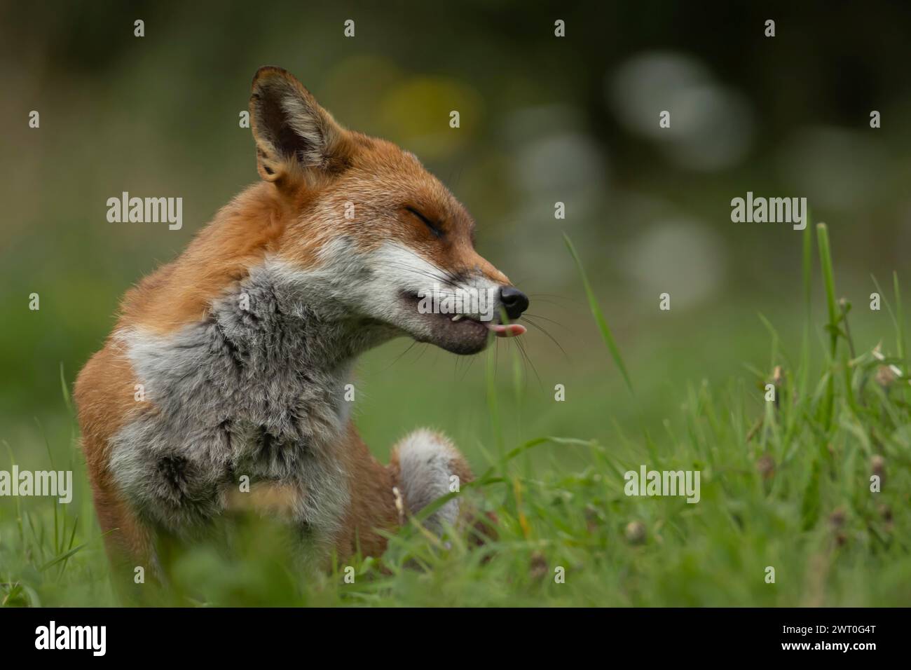 British red fox sitting hi-res stock photography and images - Alamy