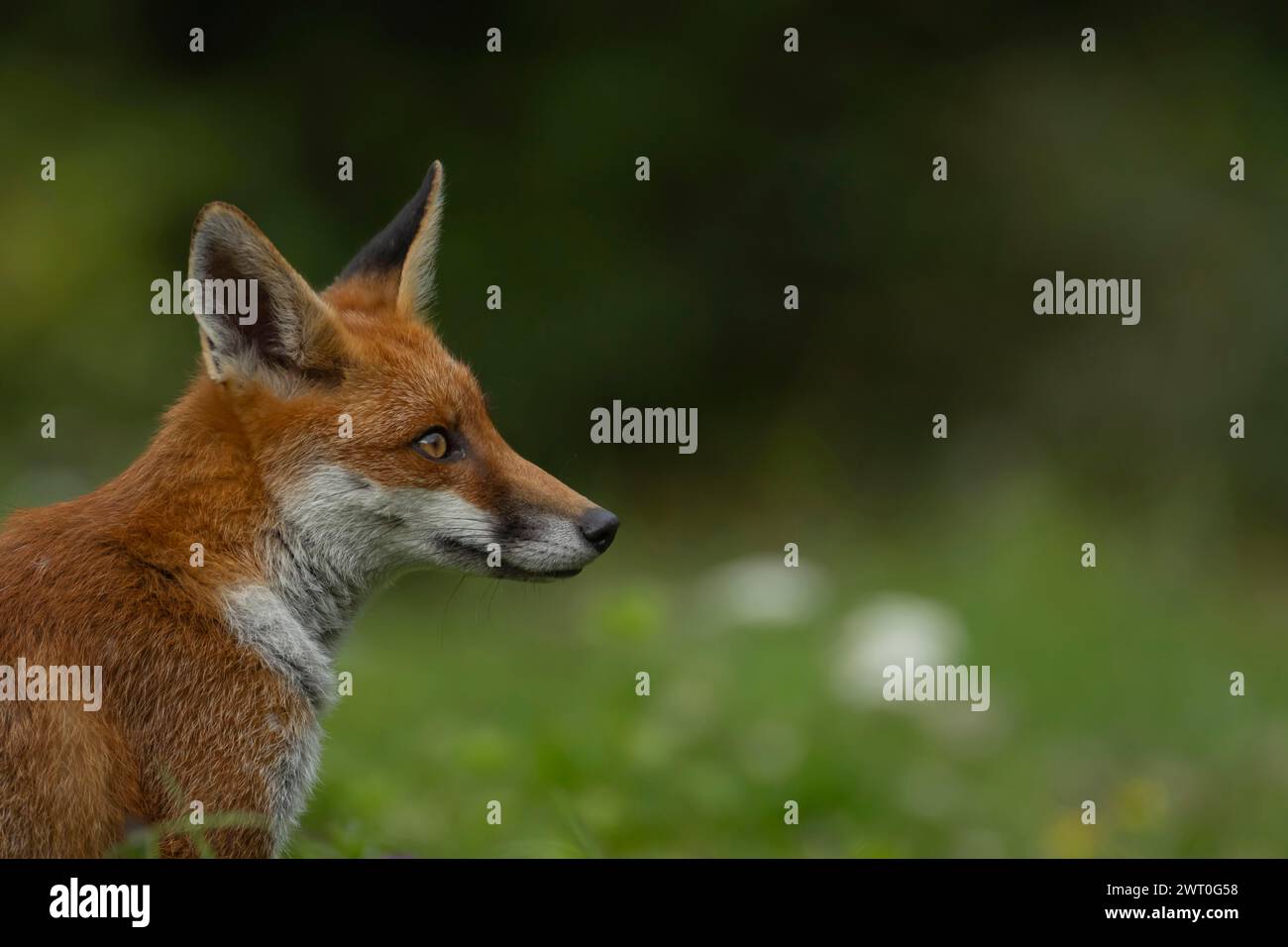 Red fox head portrait hi-res stock photography and images - Alamy
