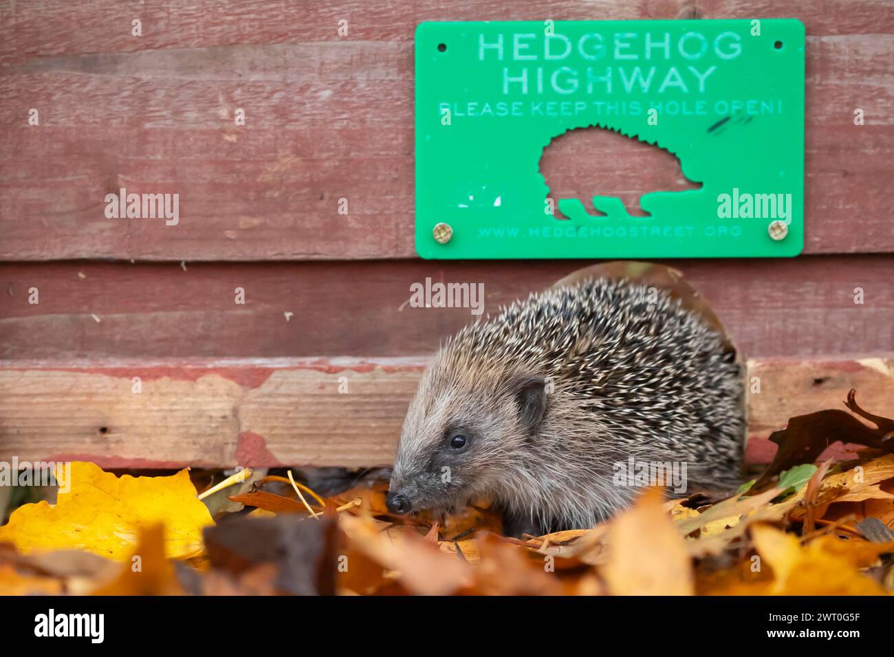 European hedgehog (Erinaceus europaeus) adult animal walking through a ...