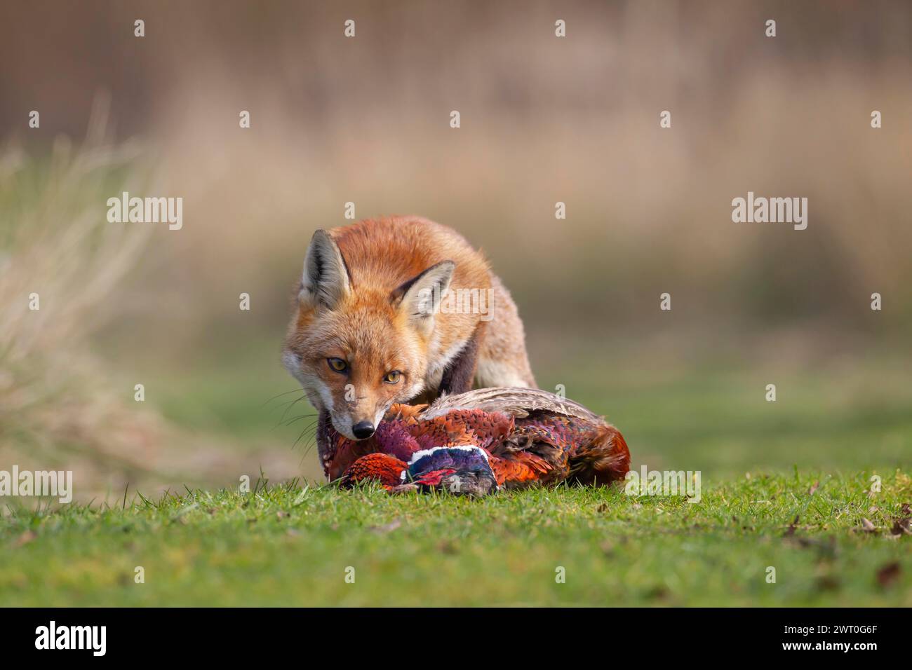 Red fox (Vulpes vulpes) adult animal feeding on a dead Common Pheasant ...