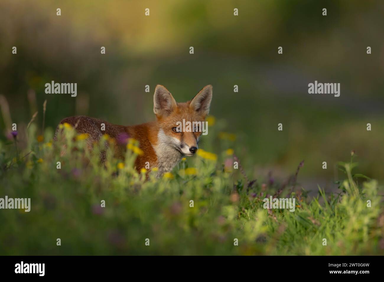 Red fox (Vulpes vulpes) juvenile cub standing amongst summer wildflowers in grassland, England ...