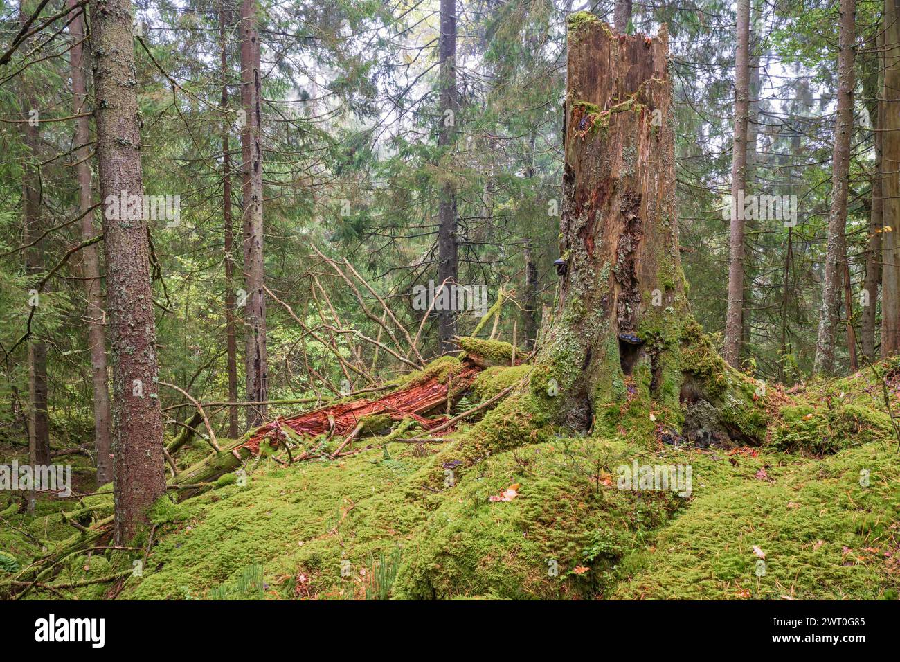Spruce tree stump hi-res stock photography and images - Alamy