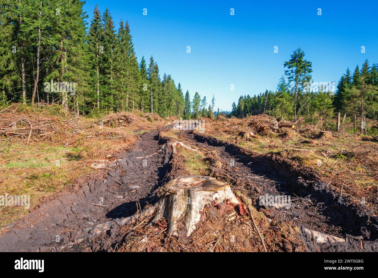 Logging road on a clear cutting area with wheel tracks after a forest ...