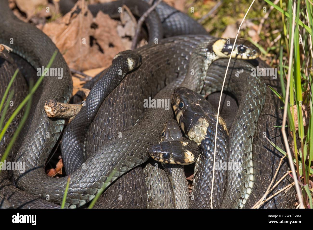 Group of snakes hi-res stock photography and images - Alamy