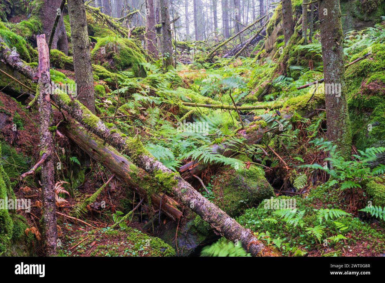 Fallen trees in a forest ravine with green moss on the rocks in an old ...