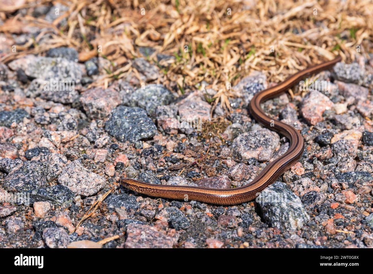 Pebble ground hi-res stock photography and images - Alamy