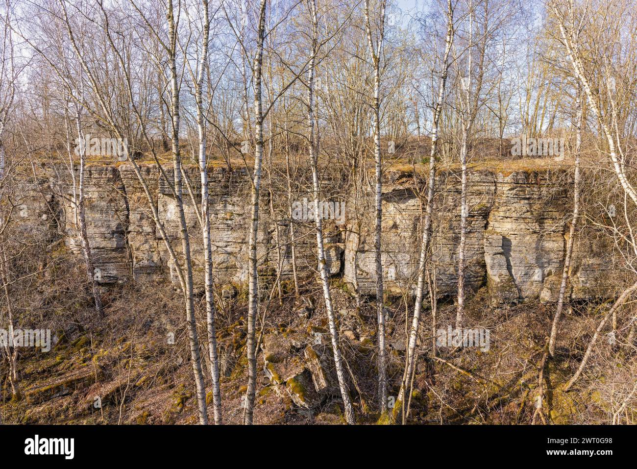 Rock face at an old disused limestone quarry with growing birch trees ...