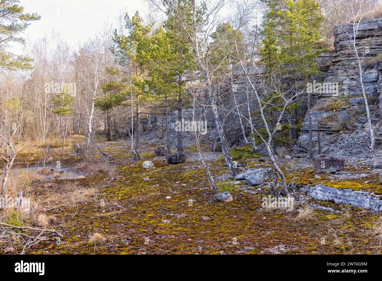 Rock face at an old disused limestone quarry with growing pine trees ...