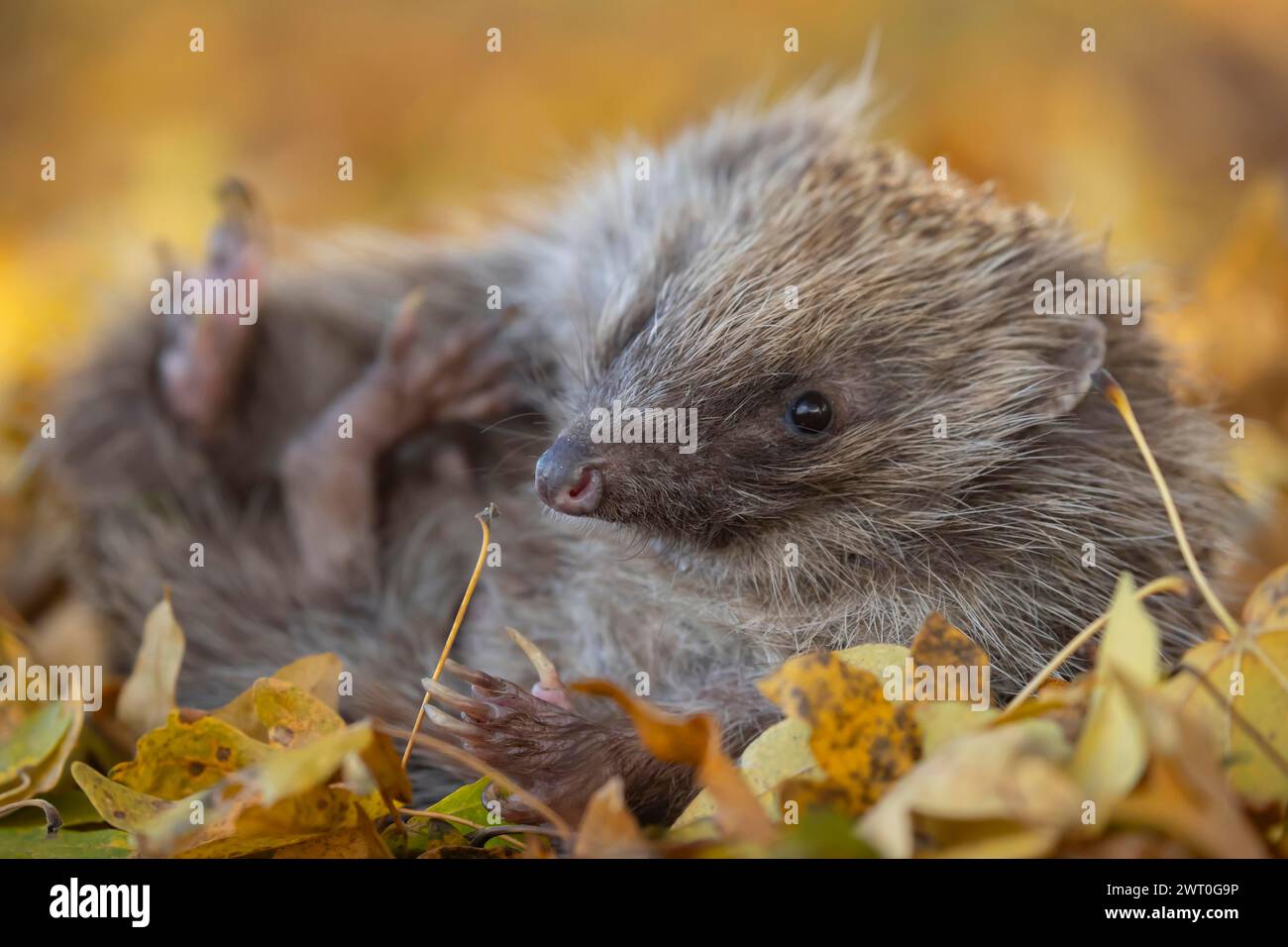 European hedgehog (Erinaceus europaeus) adult animal resting on fallen ...