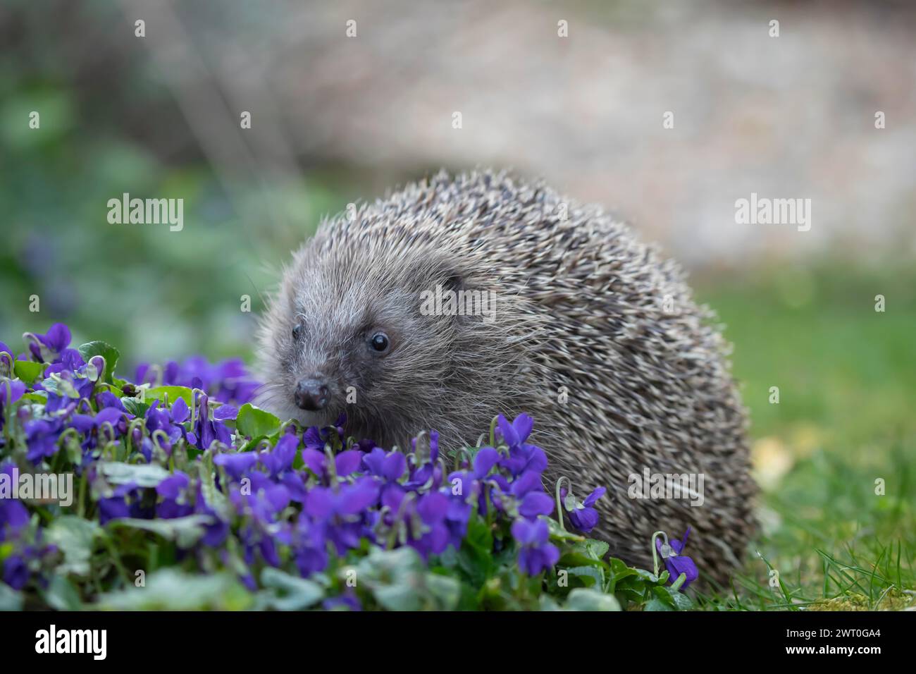 European hedgehog (Erinaceus europaeus) adult animal walking across ...