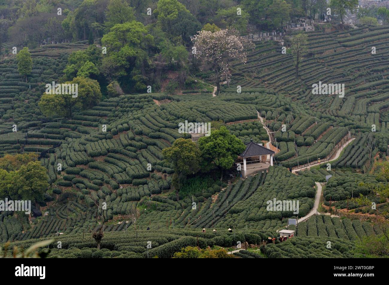 Xi hu long jing tea cultivation, Hangzhou, Zhejiang, China Stock Photo ...