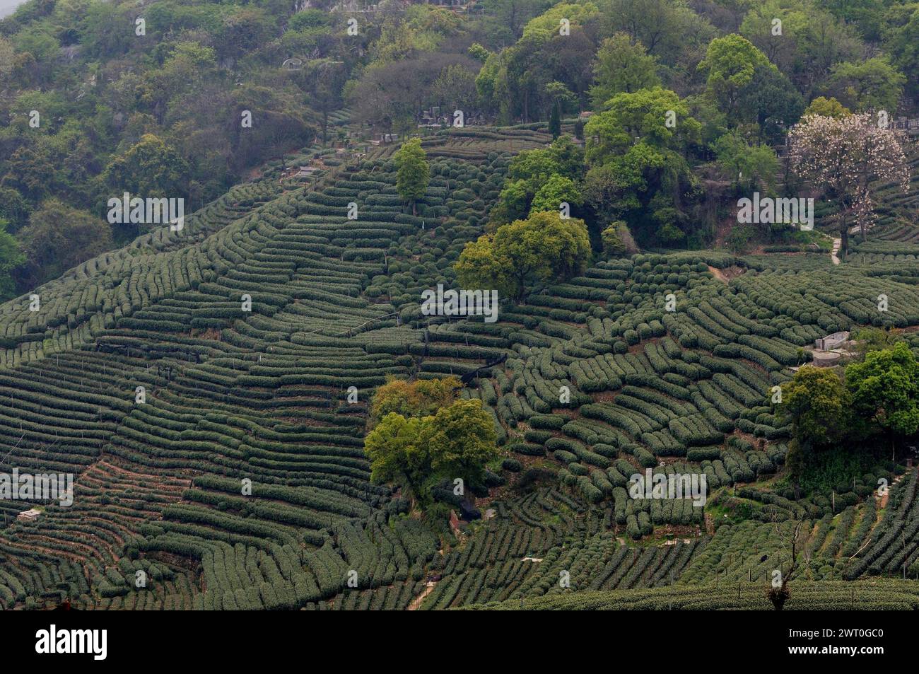 Long jing xi hu hi-res stock photography and images - Alamy