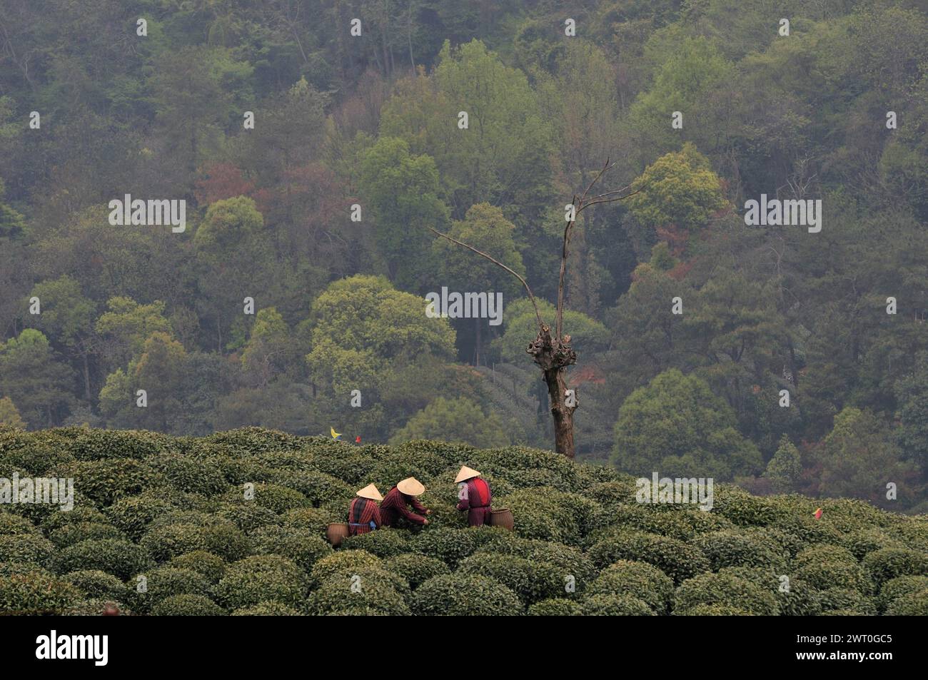 Xi hu long jing tea cultivation, Hangzhou, Zhejiang, China Stock Photo ...