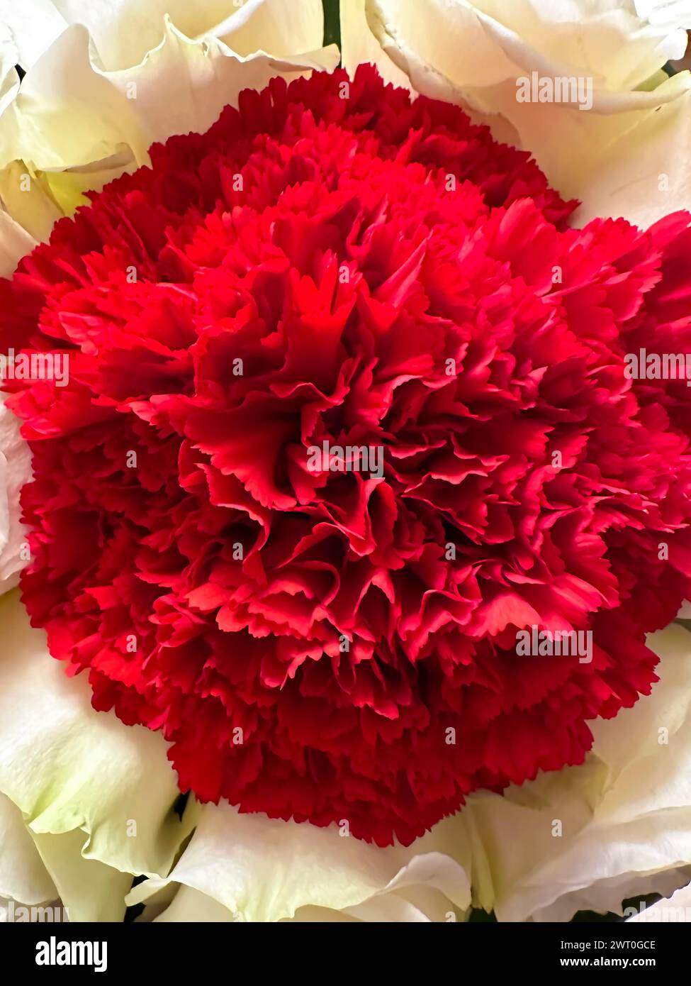 Beautiful bouquet red white roses hi-res stock photography and images ...