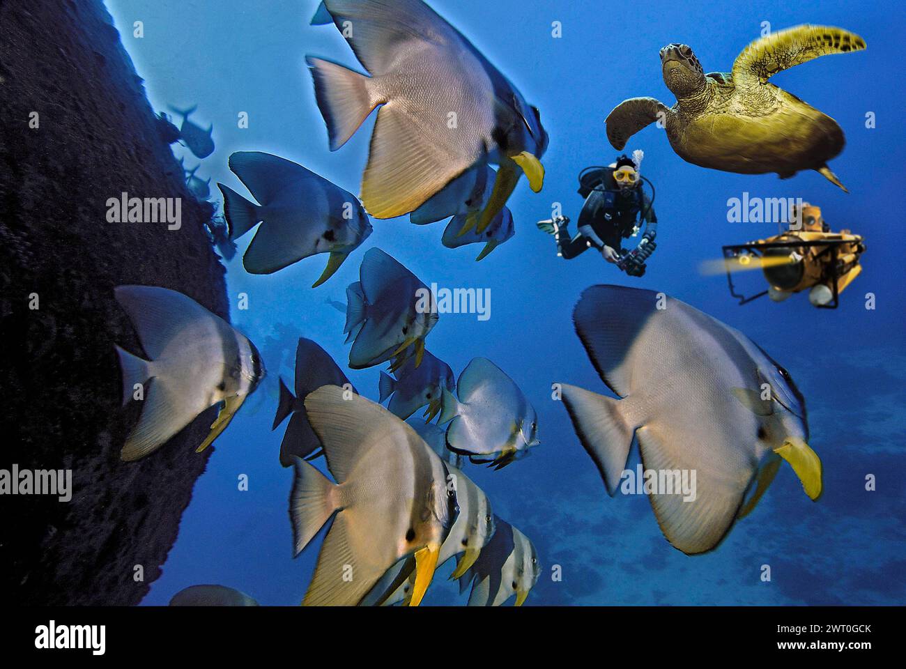Photomontage, longfin batfish (Platax teira) Vakarufalhi, Ari Atol ...
